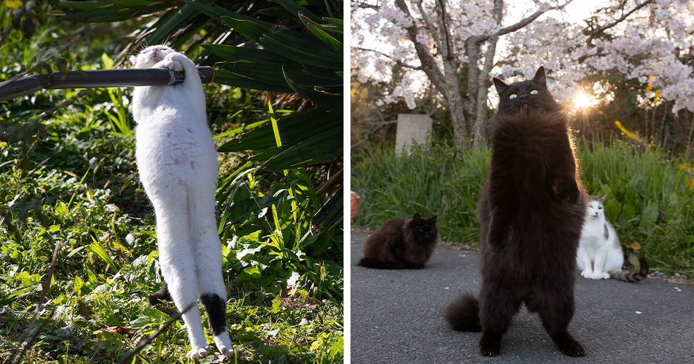60 Hilariously Adorable Pictures Of The Stray Cats Of Tokyo By Masayuki ...
