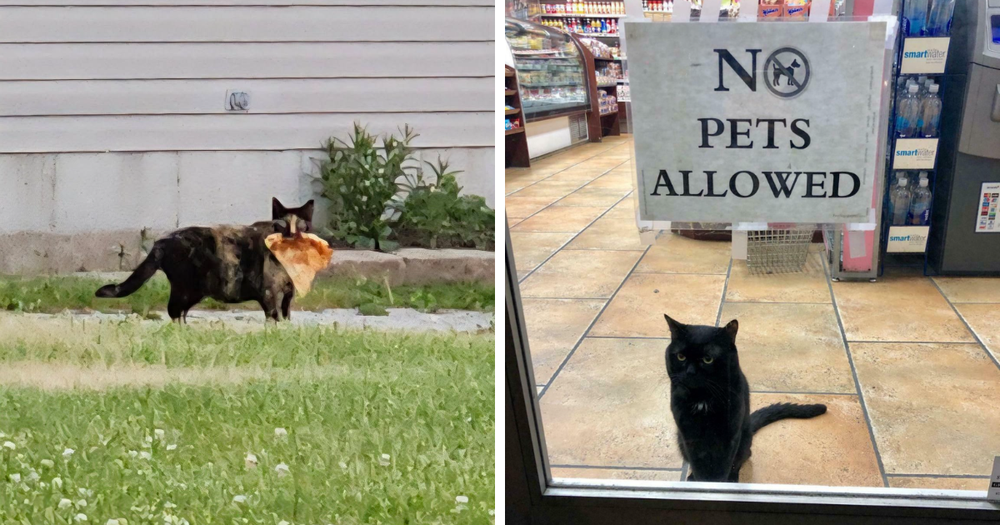 46 Cats Plotting, During Or In The Aftermath Of Their Crimes