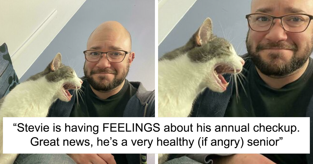 “A Picture Tells A Thousand Yells”: 50 Dramatic Cats Who Were Shouting ...