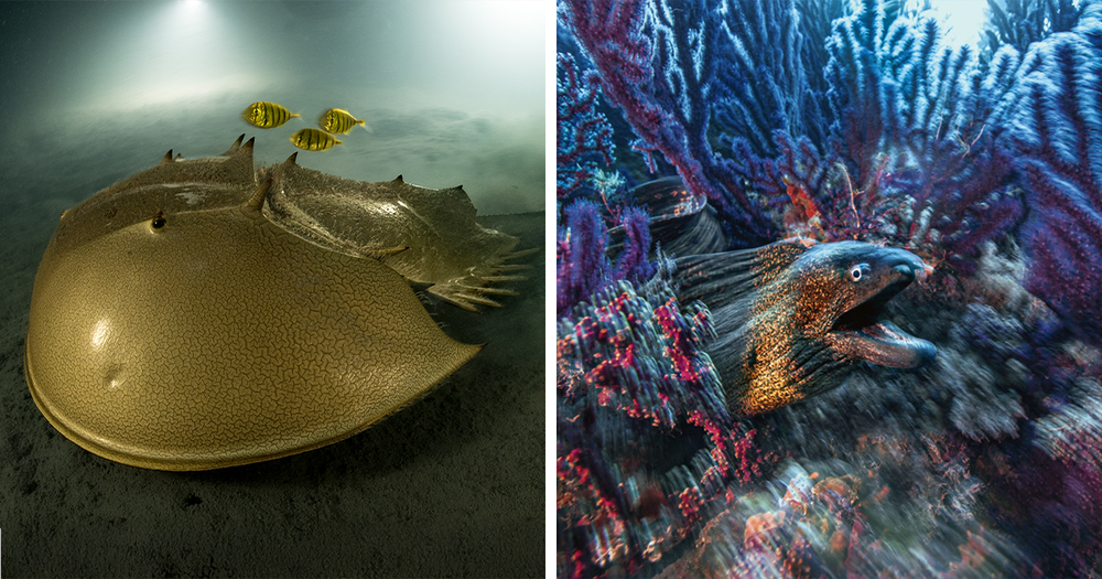 30 Stunning Pics By The Diver And Photographer Who Captures The Deep ...