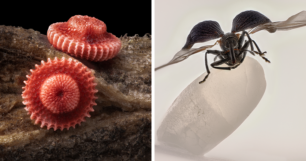 71 Incredible Microscopic Photos From The 2025 Nikon Small World Contest