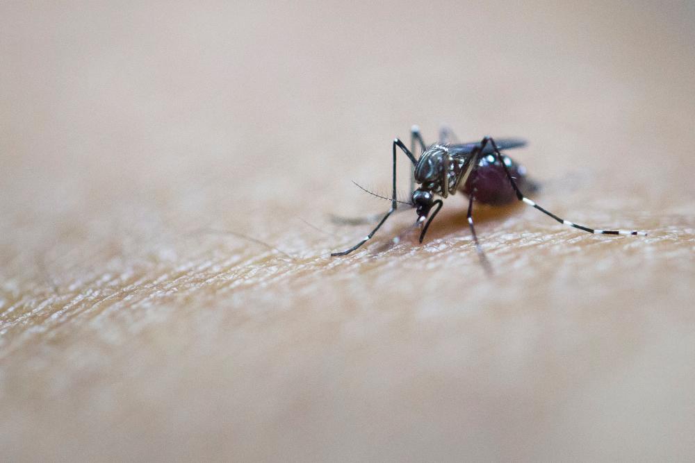Mosquitoes with ‘toxic’ semen could stem disease spread
