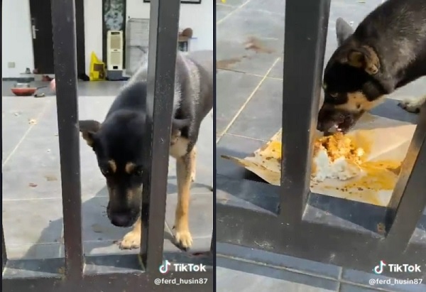 Malaysian Grab rider earns praise for feeding food to his canine ...