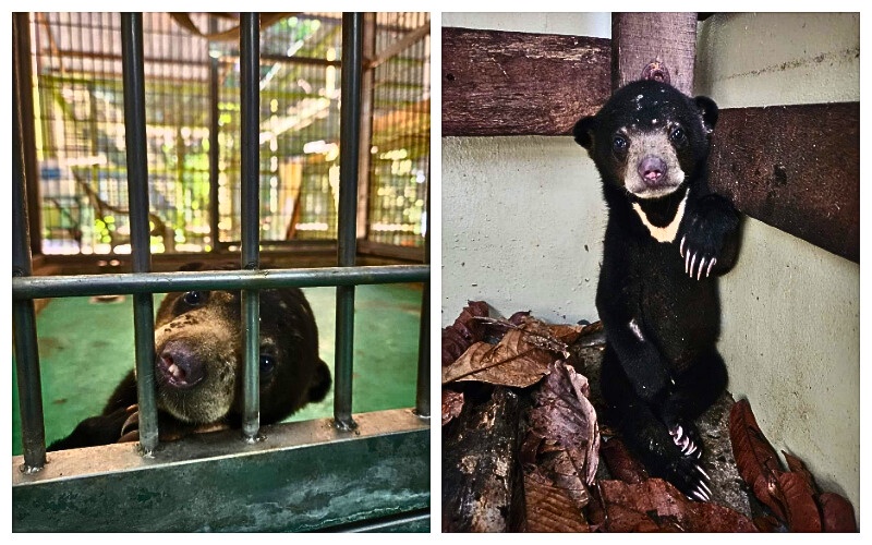 Another sun bear cub rescued: Borneon Sun Bear Conservation Centre