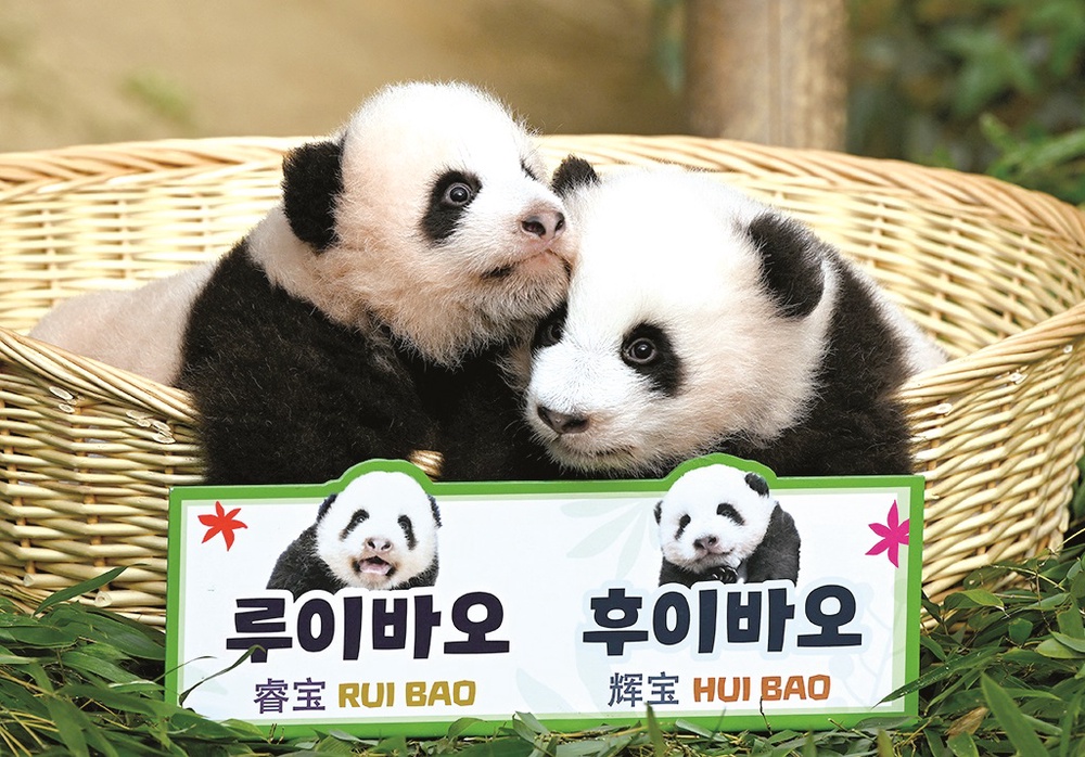 South Korea fetes panda twins