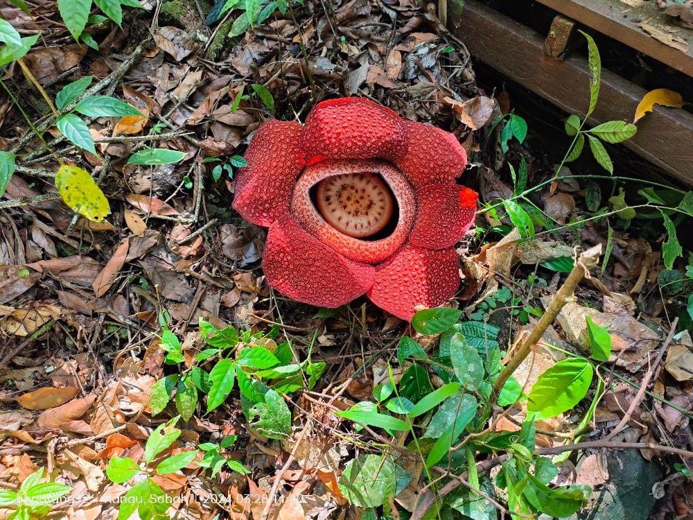 Bunga Rafflesia kini mekar di Poring