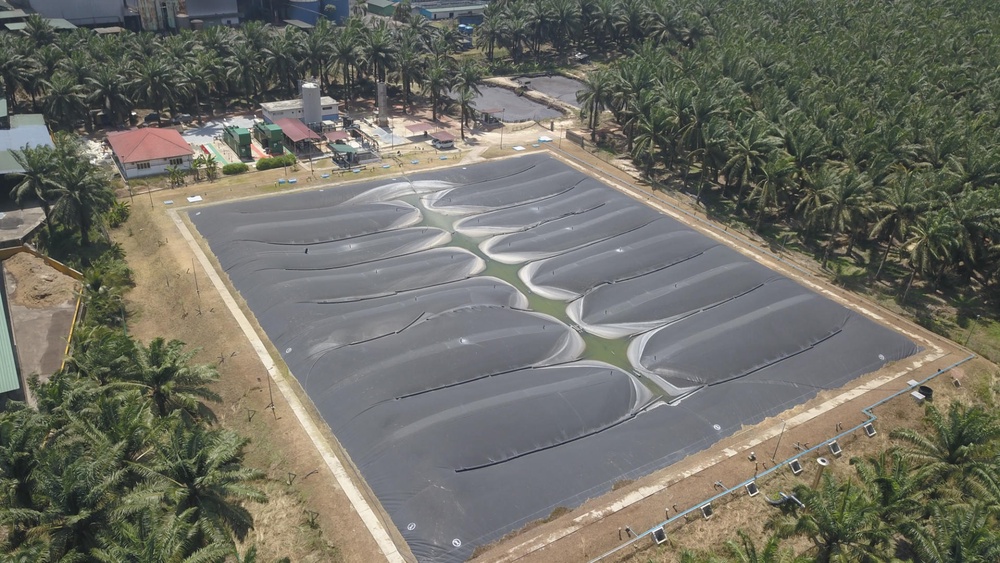 Innovation in the palm oil industry