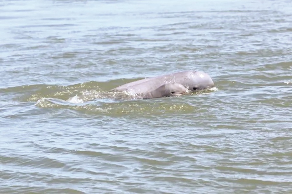 Cambodia logs fourth newborn rare Mekong dolphin in 2025