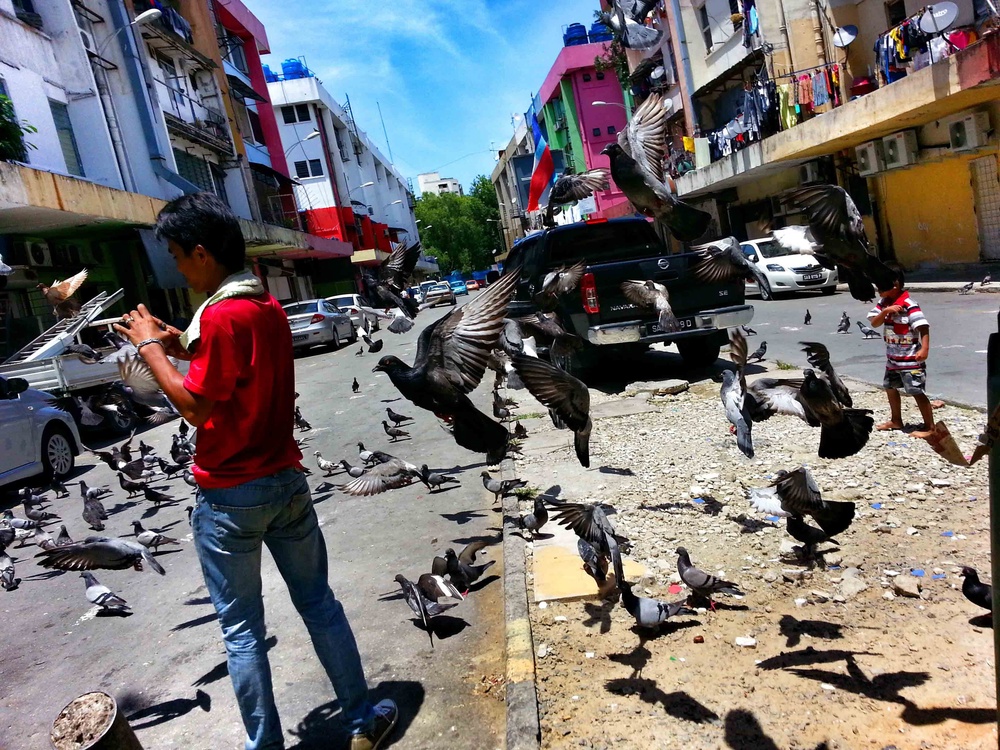 Managing Kota Kinabalu’s bird population