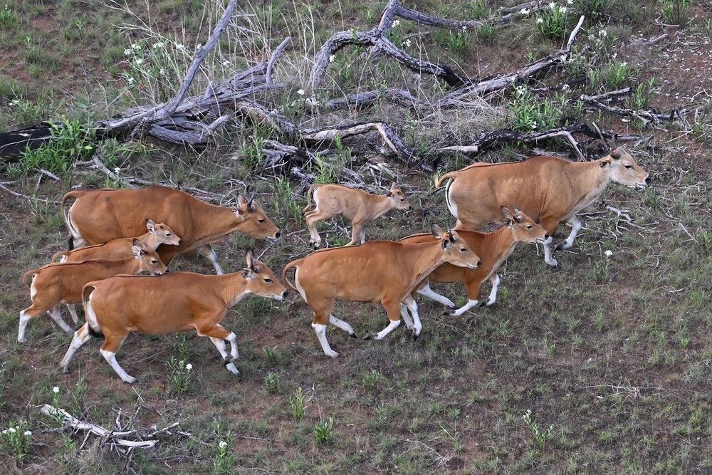 Rare wild cattle herded in Cambodia by copter