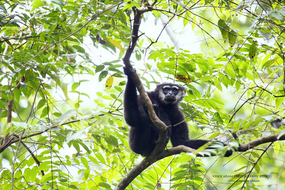 Local man held at KLIA for attempting to smuggle four gibbons