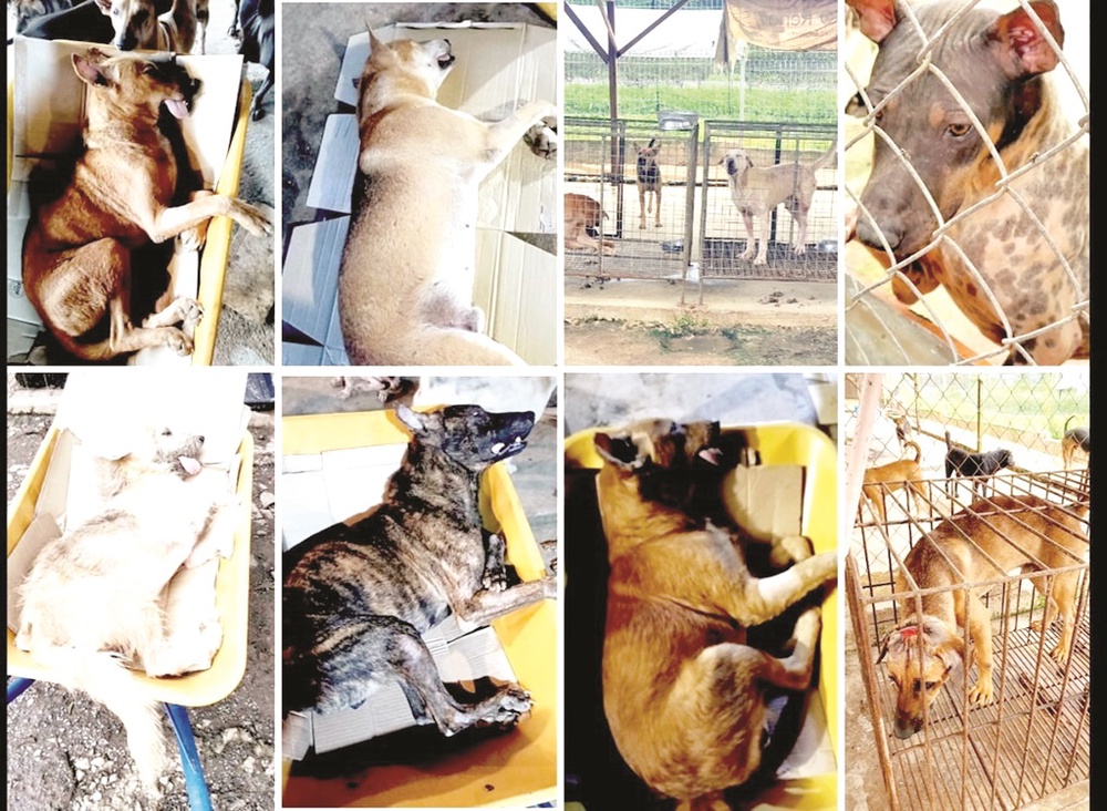 Dog skinned alive: Tawau SPCA ups reward to find culprit
