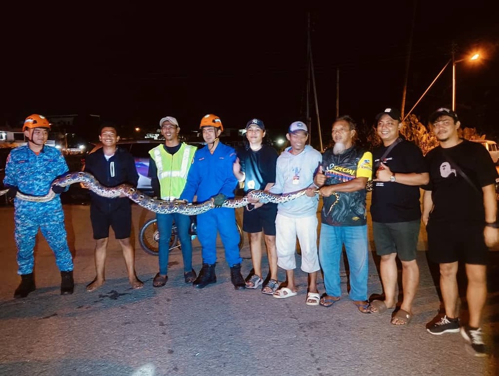 Tanjung Aru Baru folks get snake safety boost from Gagasan Rakyat