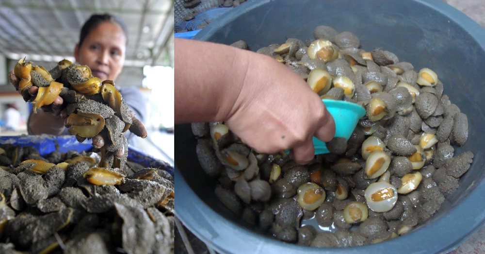 Digelar Abalone Sarawak, Kenali Lelitak Makanan Eksotik Masyarakat Iban ...