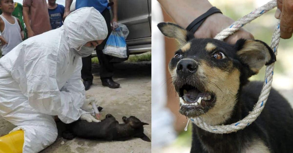 Kes Rabies Semakin Meningkat, JPBN Aktifkan Semula Status ‘Bencana’ Di ...