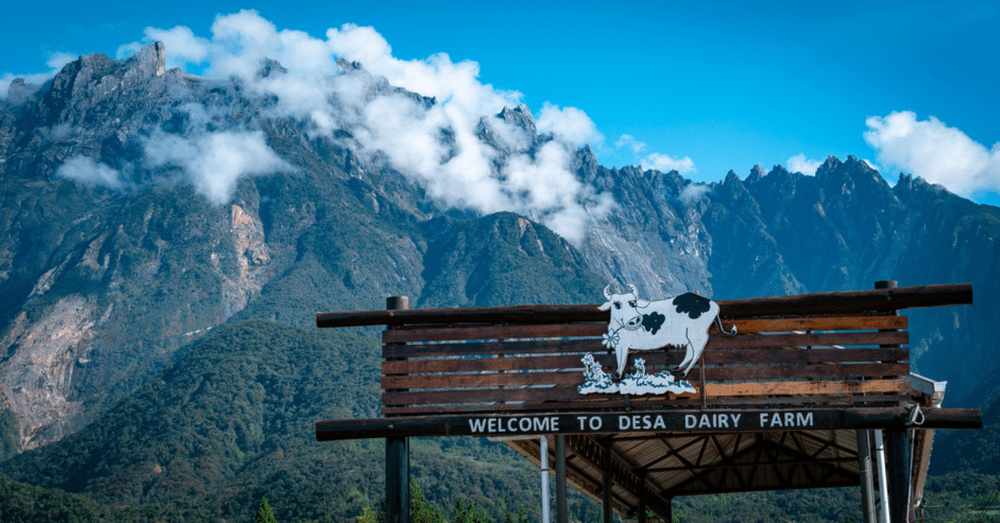 Ala-Ala New Zealand, Ladang Tenusu Desa Cattle Kundasang Jadi Tarikan ...