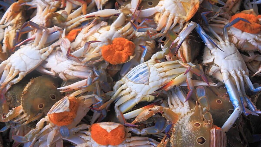 Ini 8 Cara Pilih Ketam Bunga Yang Segar dan Isi Padat! Tak Rugi Membeli