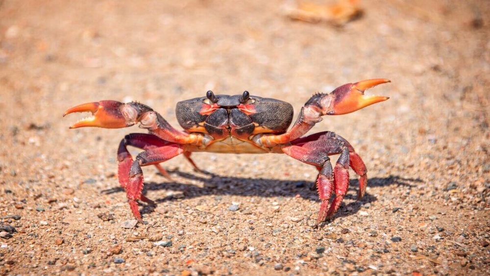 Eh, Ada Ketam Haram Dimakan? Kenali Jenis Ketam Yang Mungkin Orang Tak Tahu