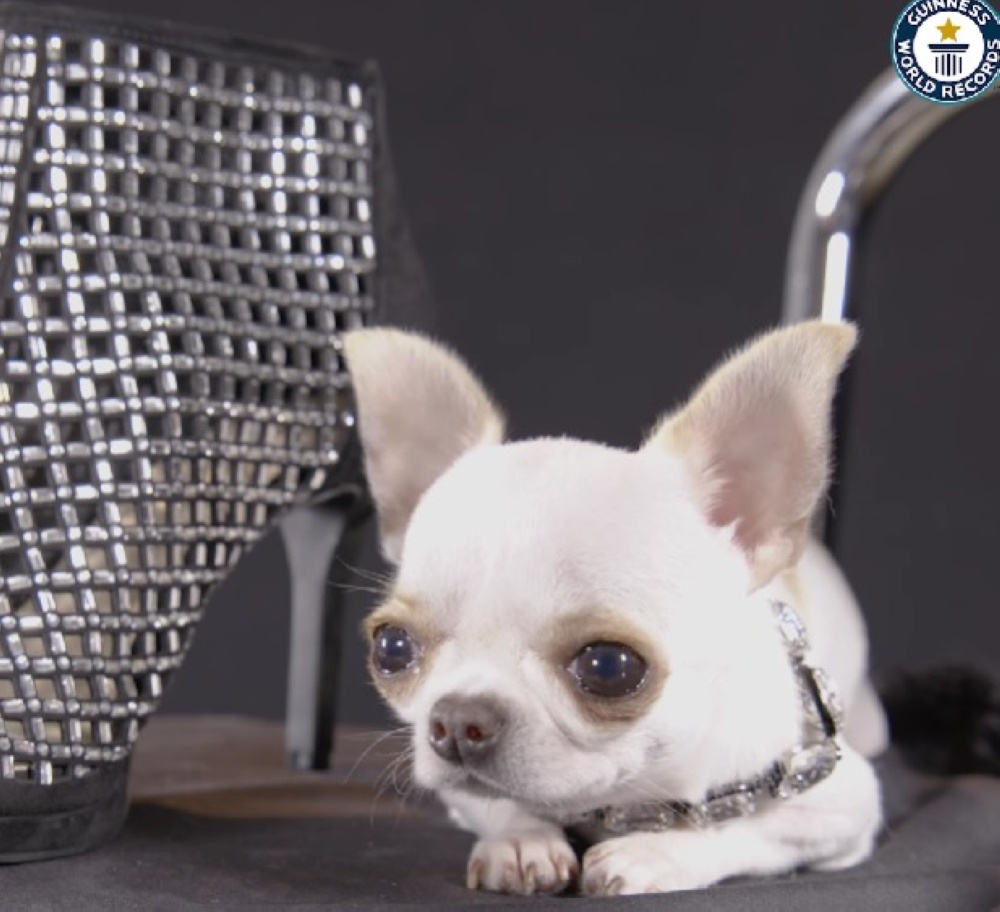 Chihuahua named Pearl is the world's shortest dog, measuring 12cm in ...