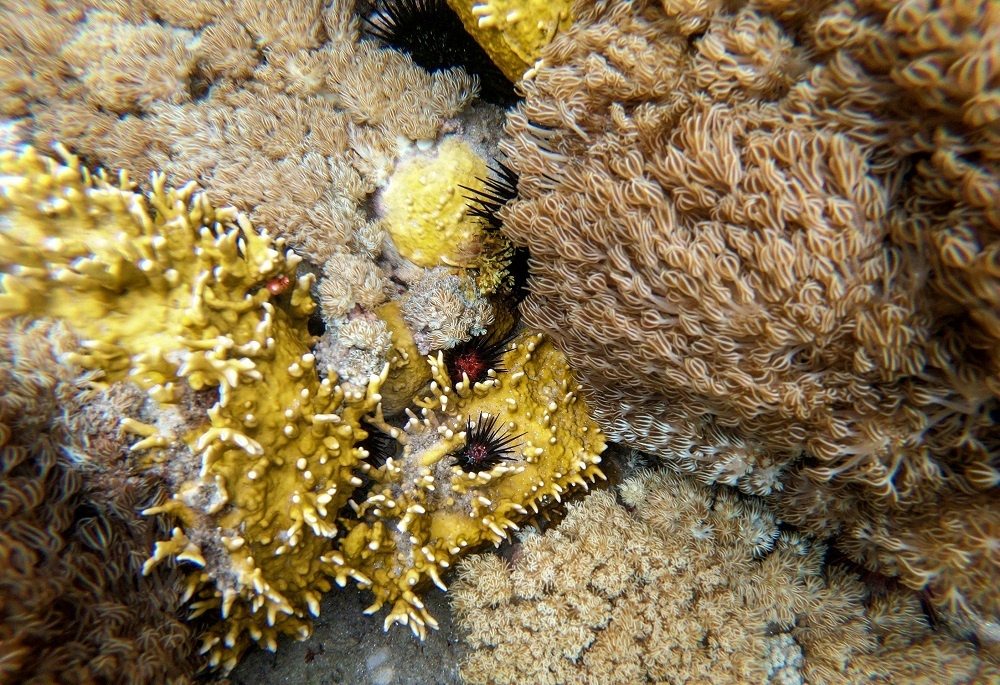 Deadly invader devastating Venezuelan coral reefs