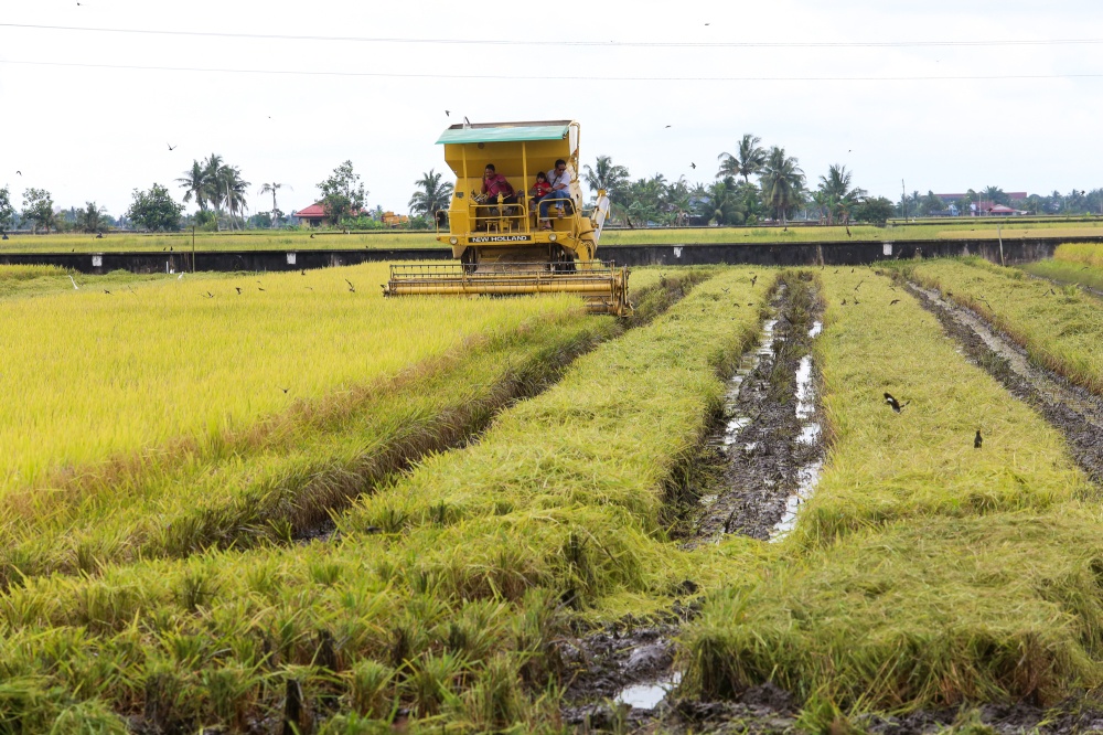 Sarawak taking steps to boost paddy production, says state minister