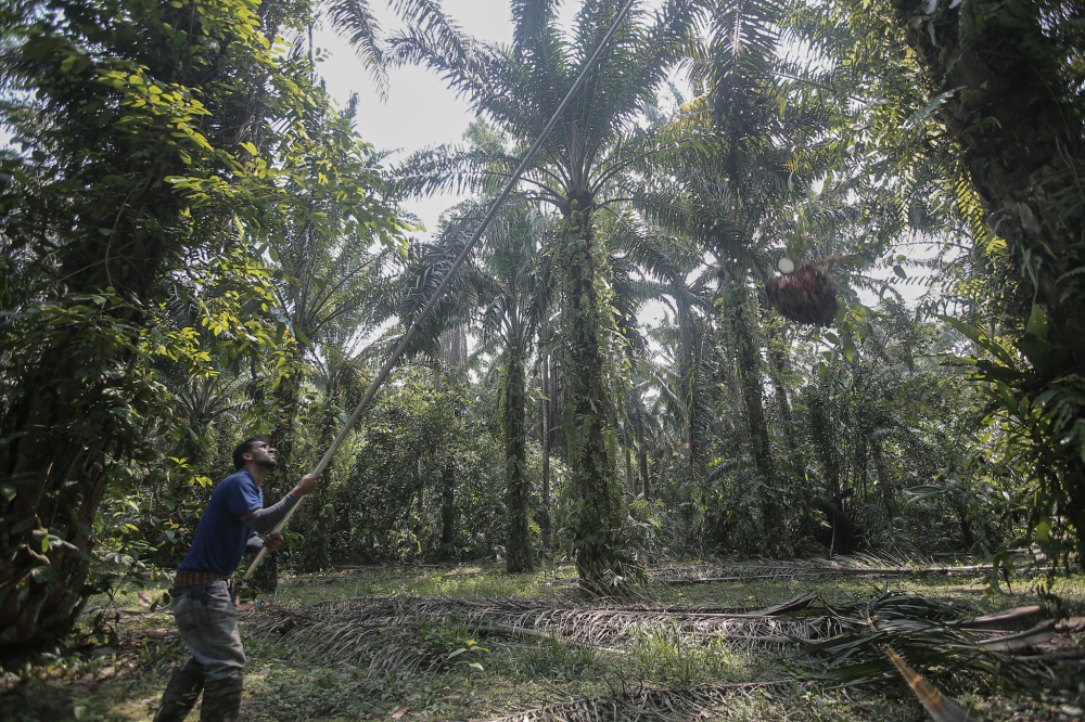 MPOB: Efforts being made to help more palm oil smallholders in Malaysia ...