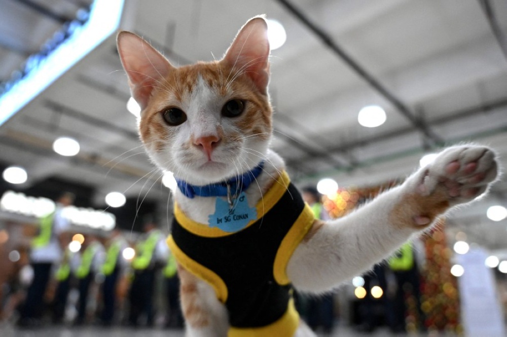 Paw patrol: Philippine security guards adopt stray cats