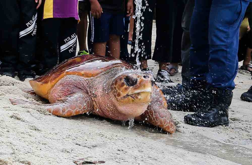 Sabah police: Cops seize nine tonnes of dried turtle meat, endangered ...