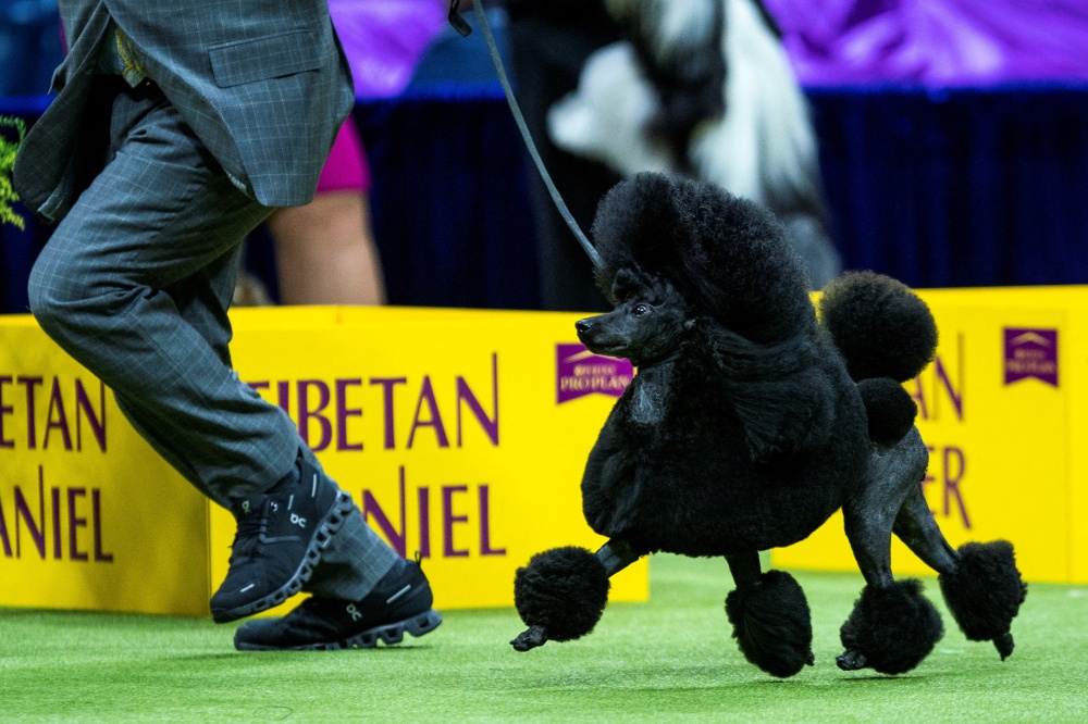 Miniature poodle Sage fetches top prize at Westminster Kennel Club Dog Show