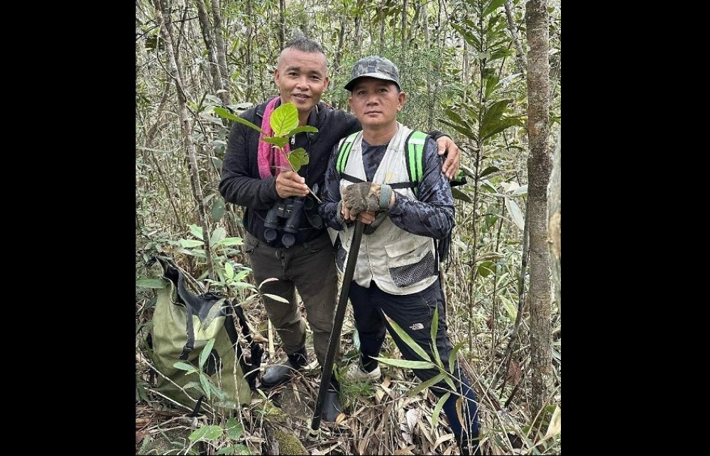 Botanists rediscover rare Sabah tree in coffee family in Meliau forest ...
