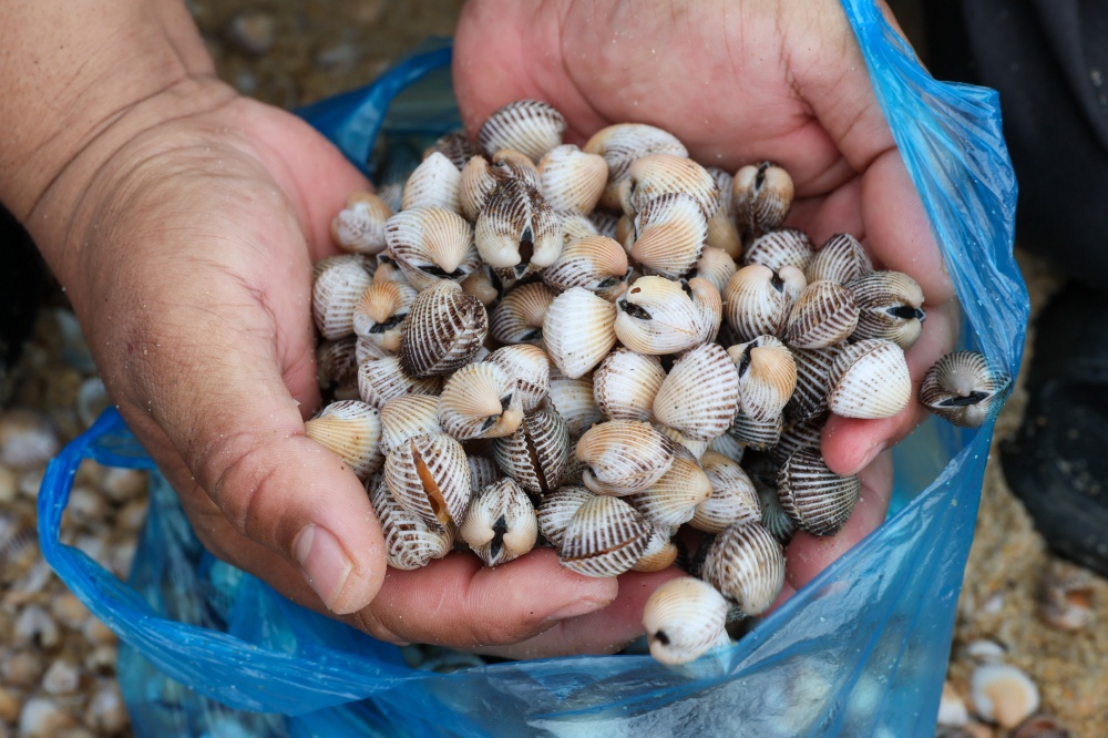‘Consuming raw shellfish should be avoided,’ warns Terengganu Fisheries ...