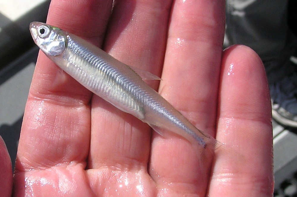 Red herring: Trump scapegoats ‘worthless fish’ Delta smelt for LA ...