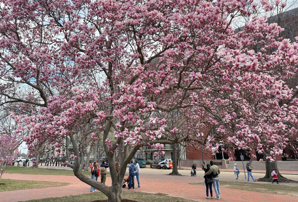 Storied but sickly, historic White House tree, Jackson Magnolia, to ...