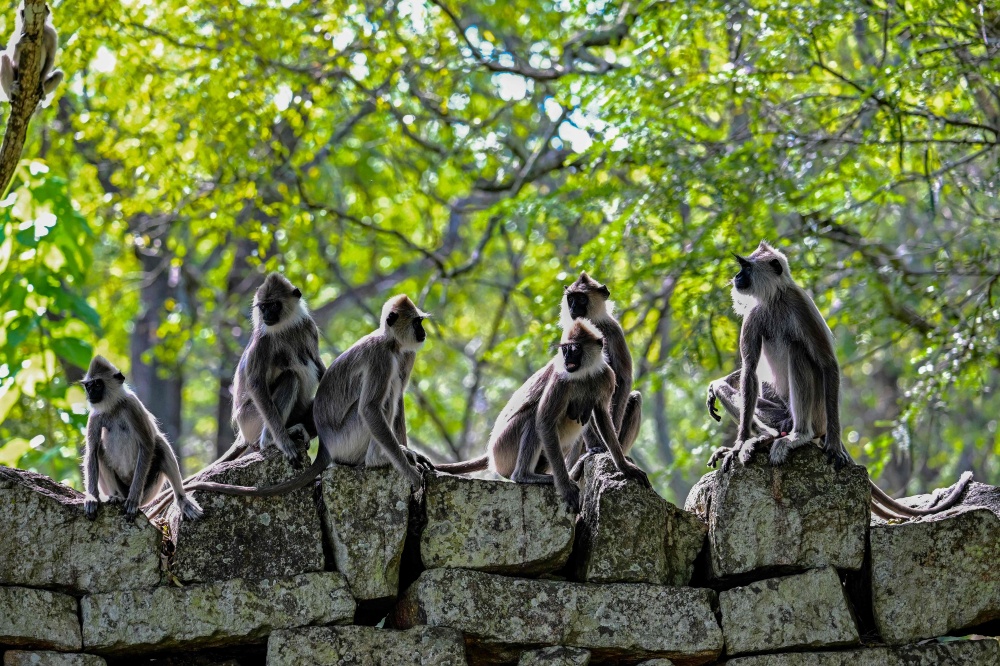 Here’s why monkeys will always be better yodellers than humans ...