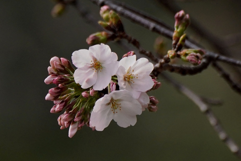AI tool aims to help conserve Japan’s aging cherry trees