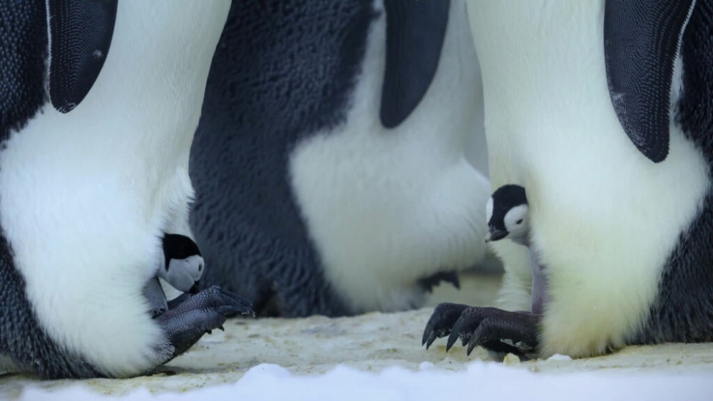 ‘Secrets of the Penguins’: Slide into Earth Day with an epic ...