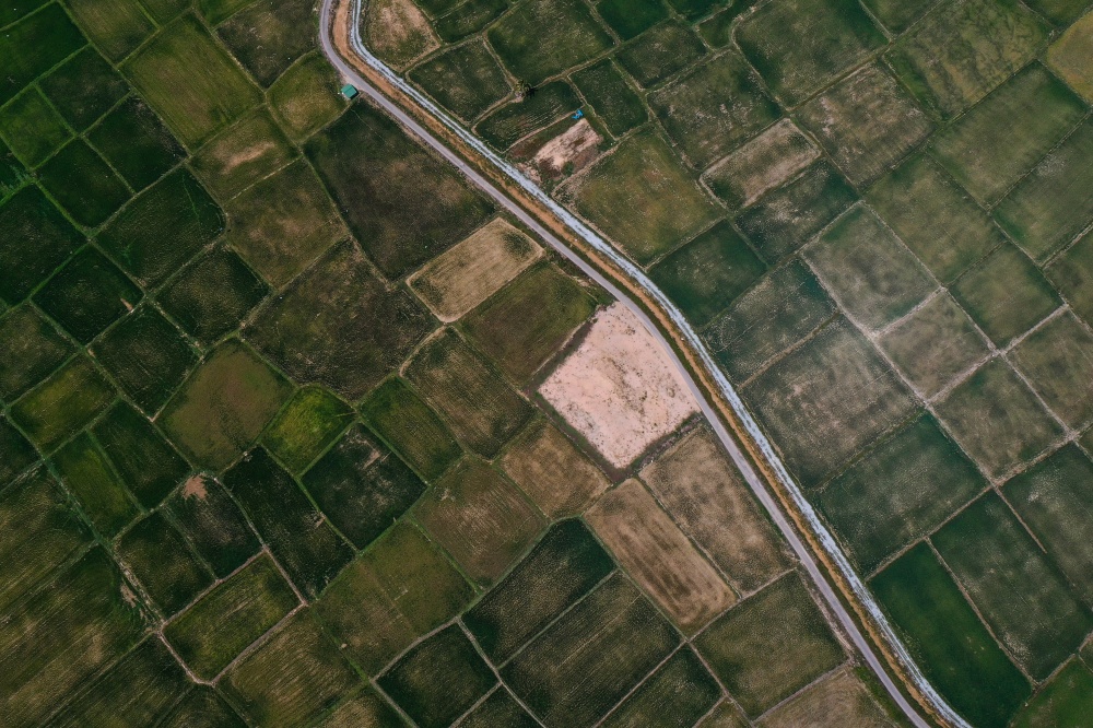 Malaysia, Indonesia to explore large-scale plantation projects in ...