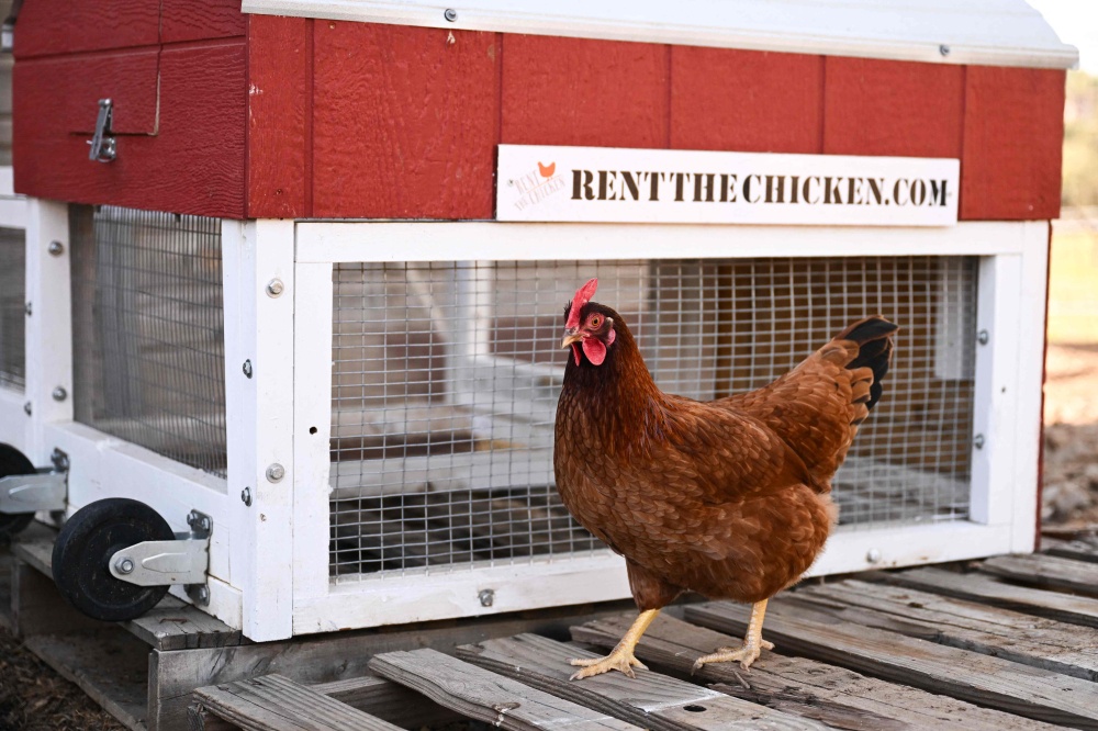 Why buy eggs when you can rent the hens? Americans turn to chicken ...