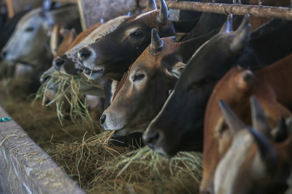 Thailand reports first anthrax death in decades, over 600 potentially ...