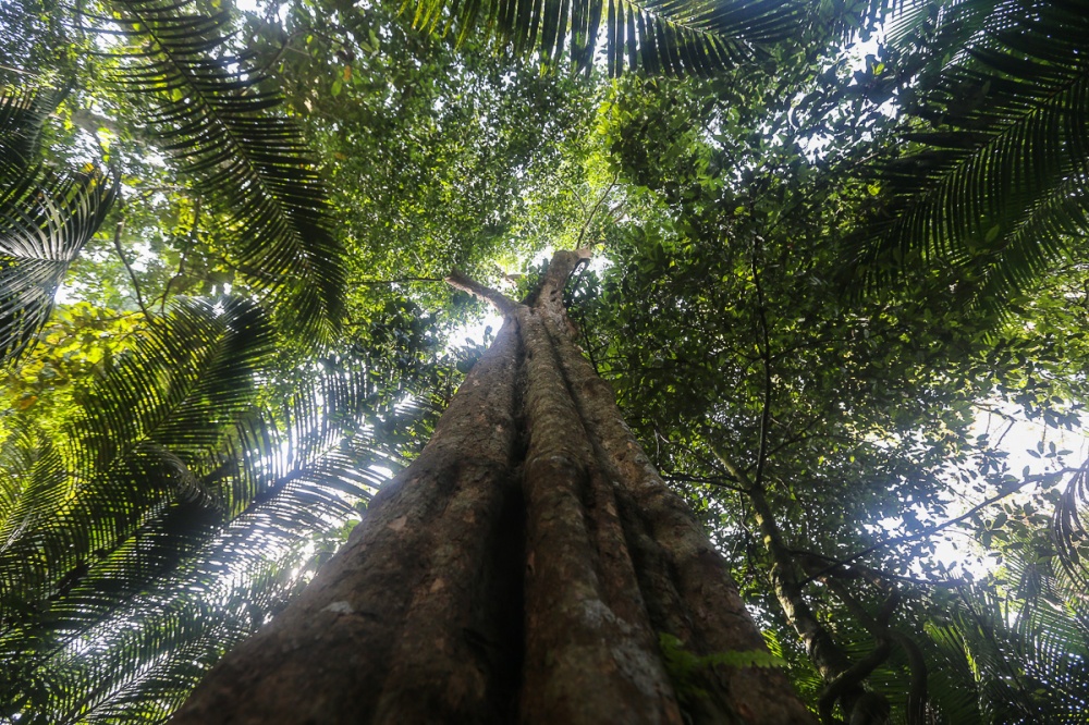 Malaysia calls for UN forest forum to become binding convention ...