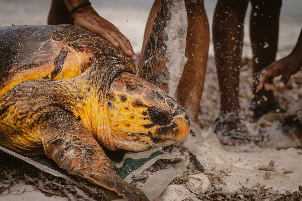 How a Kenyan NGO has saved over 24,000 sea turtles from nets, poachers ...