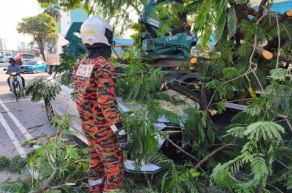 Close call in Butterworth: Huge tree flattens Volvo trailer and Toyota ...
