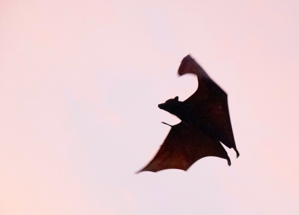 Australian man dies from ‘extremely rare’ bat bite virus