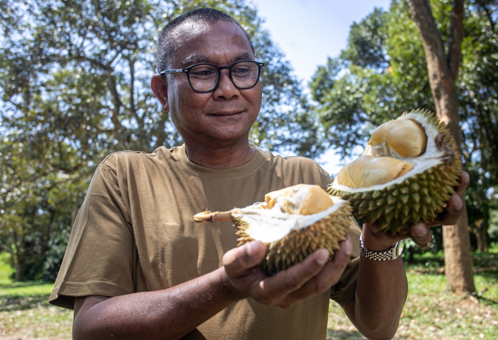Three new durian varieties set to debut in next two years… all thanks ...