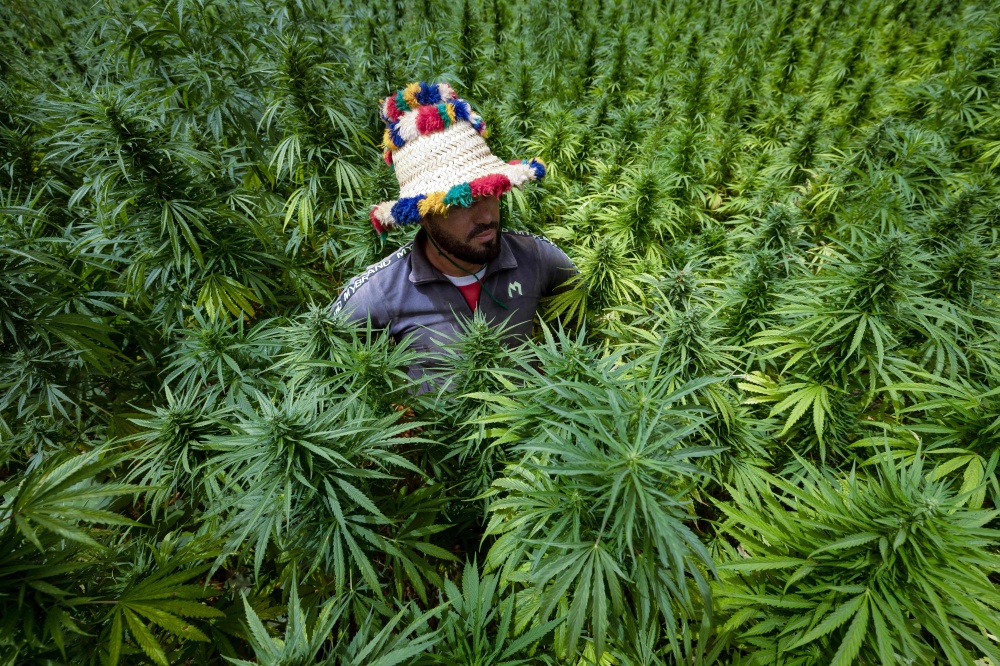 [9pm] Legal weed brings peace of mind to Moroccan farmers, but black ...
