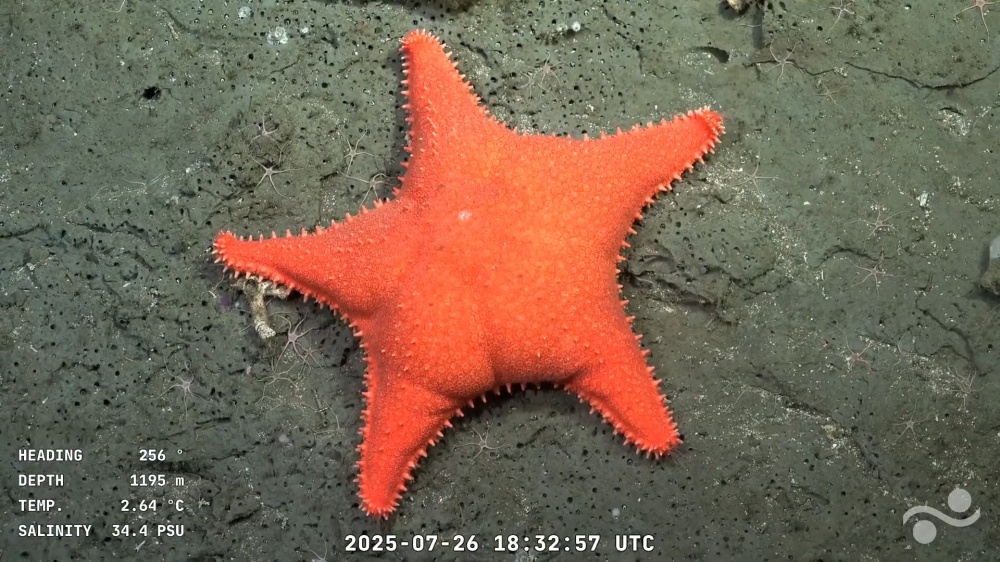 Deep-sea drama: Patrick Star lookalike and ‘drag queen’ crab steal the ...