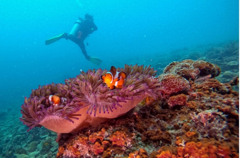 Protect corals, curb climate crisis: Scientists push for mapping and ...