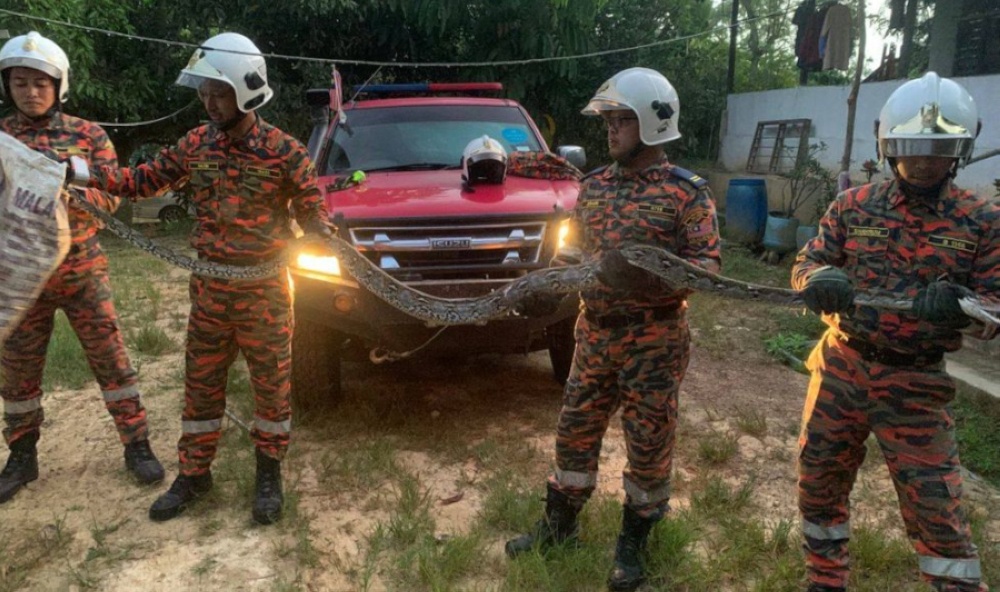 Caught in the act: Four-metre python feasts on chickens, turns aggressive during capture in Kedah