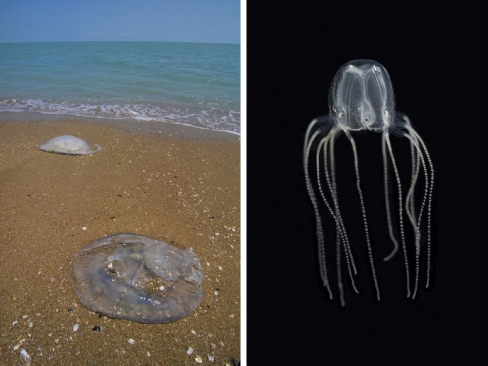 Seeing a box jellyfish? Here’s what to know about this deadly sea ...