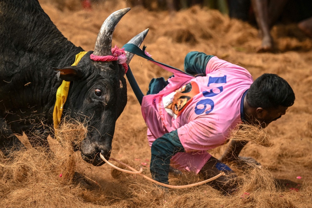 Pride over prizes keeps Tamil Nadu’s jallikattu alive as men meet bulls ...